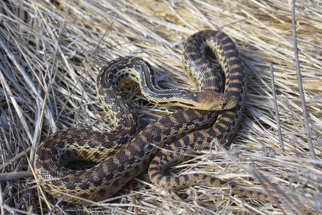 San Diego Gopher Snake (Pituophis catenifer annectens) - Snakes and Lizards