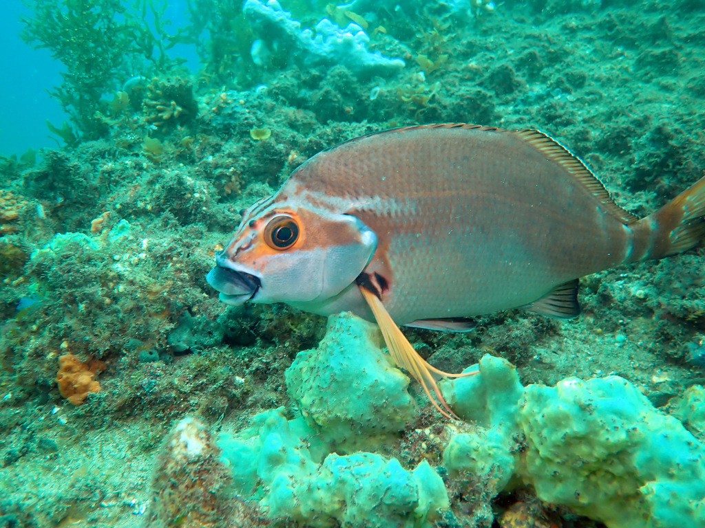Trumpeters (Latridae) - Marine Life Identification