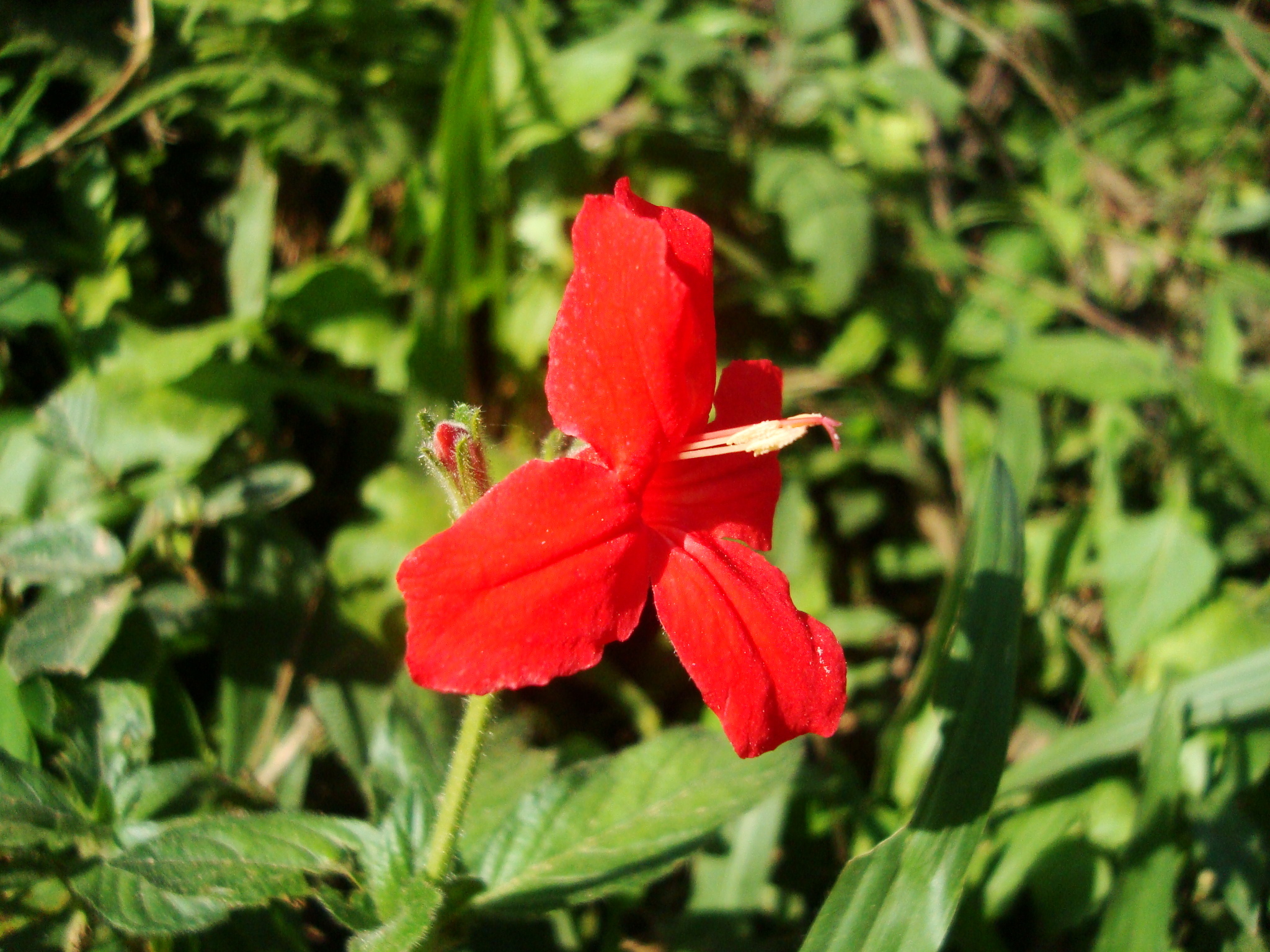 Ruellia elegans Poir.