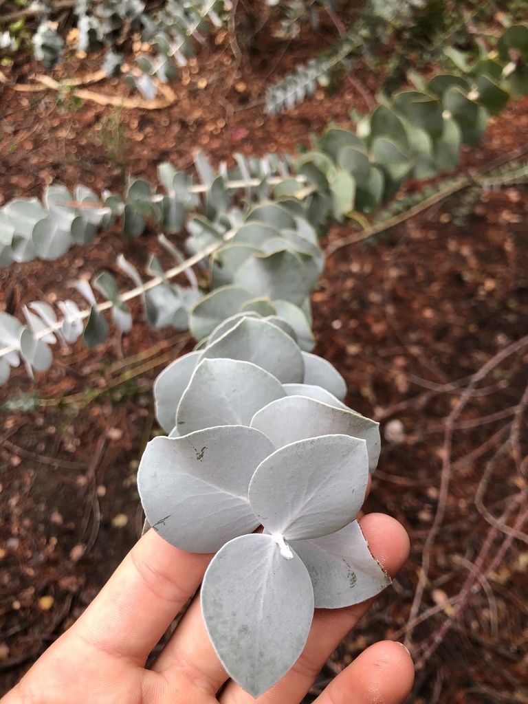 Silver-leaved mountain gum (Eucalyptus pulverulenta) - Botanical Realm