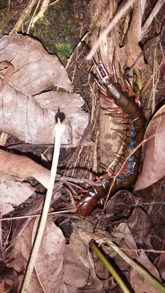 Pacific Giant Centipede from Hakahau, Ua Pou, Polynésie française on ...