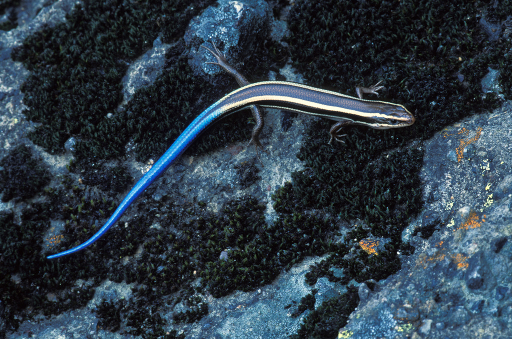 Skilton's Skink from Napa County, CA, USA on March 30, 2002 at 02:42 PM ...