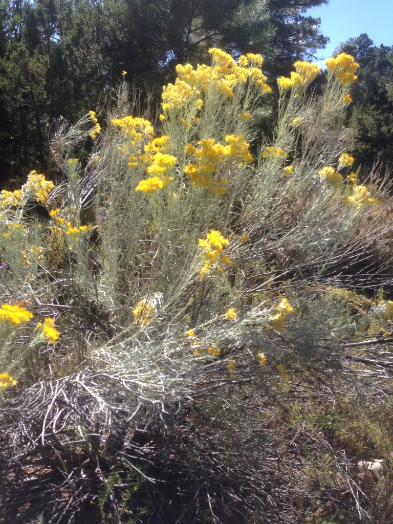 Rubber Rabbitbrush (Plants of Rosewood Nature Study Area) · iNaturalist