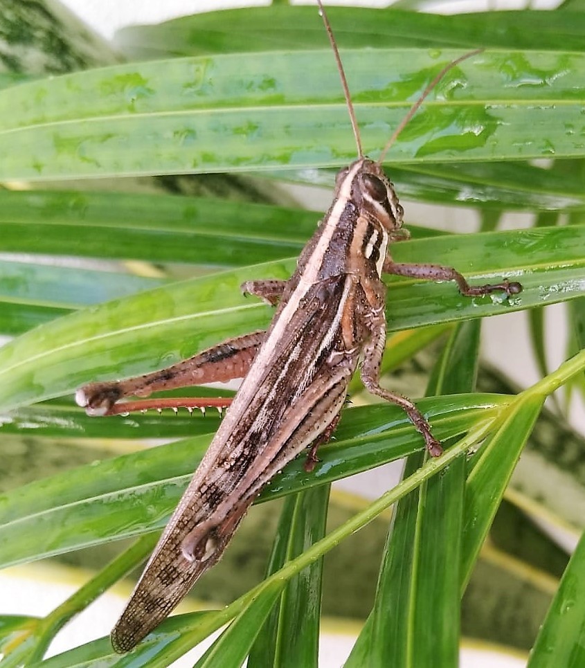 Langosta centroamericana (Atlas Vivo de Flora y Fauna en Quechua e ...