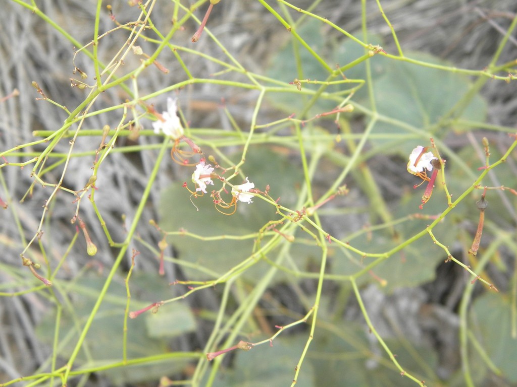 Texas Ringstem (Anulocaulis reflexus) - Botanical Realm