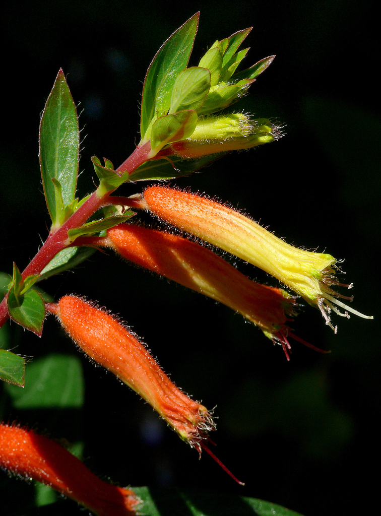Candy corn plant (Cuphea micropetala) - Botanical Realm