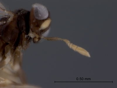 Woolly aphid parasite (Aphelinus mali)