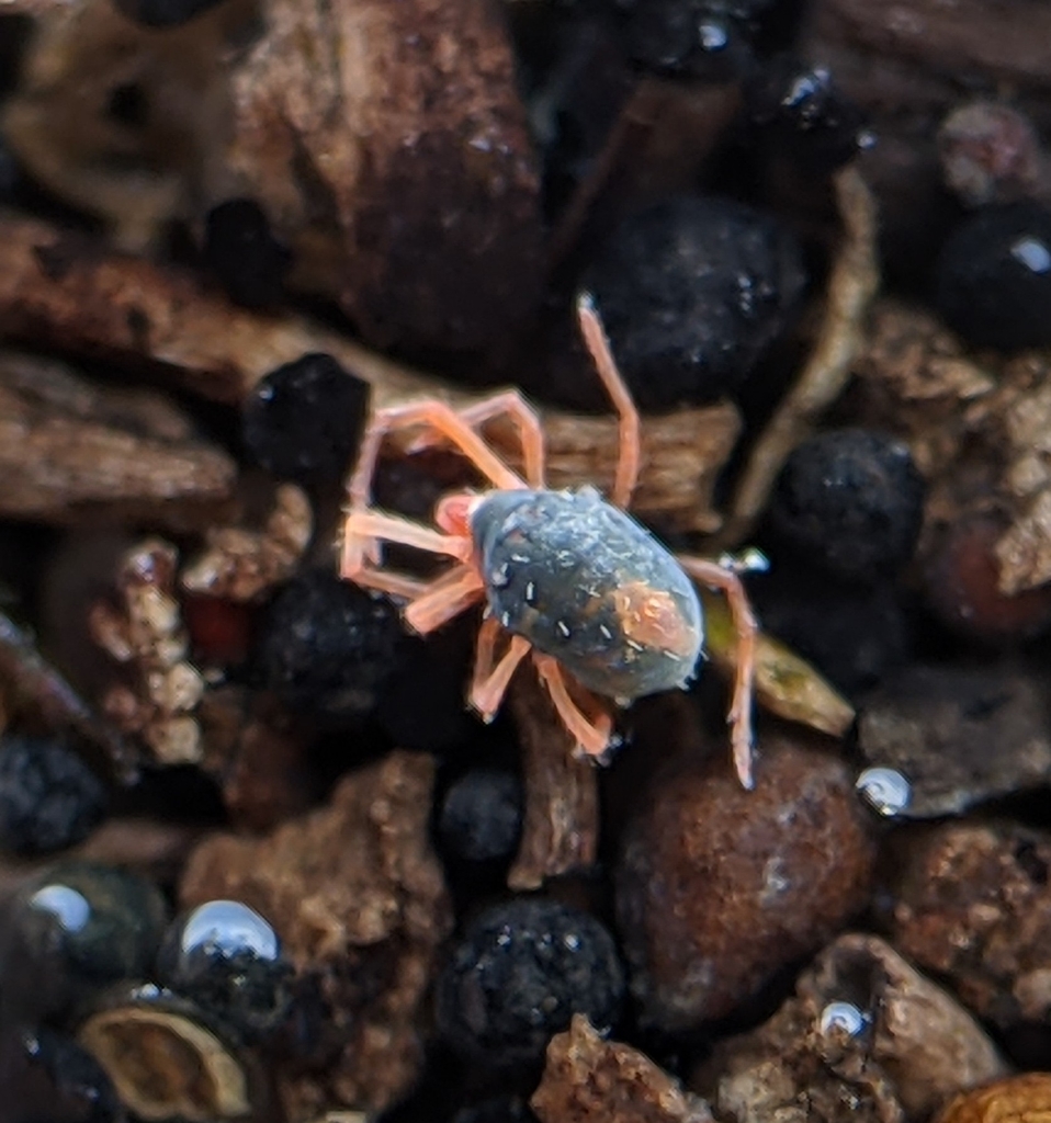 Penthaleus major (Insectos en huertas y jardines de Bariloche ...