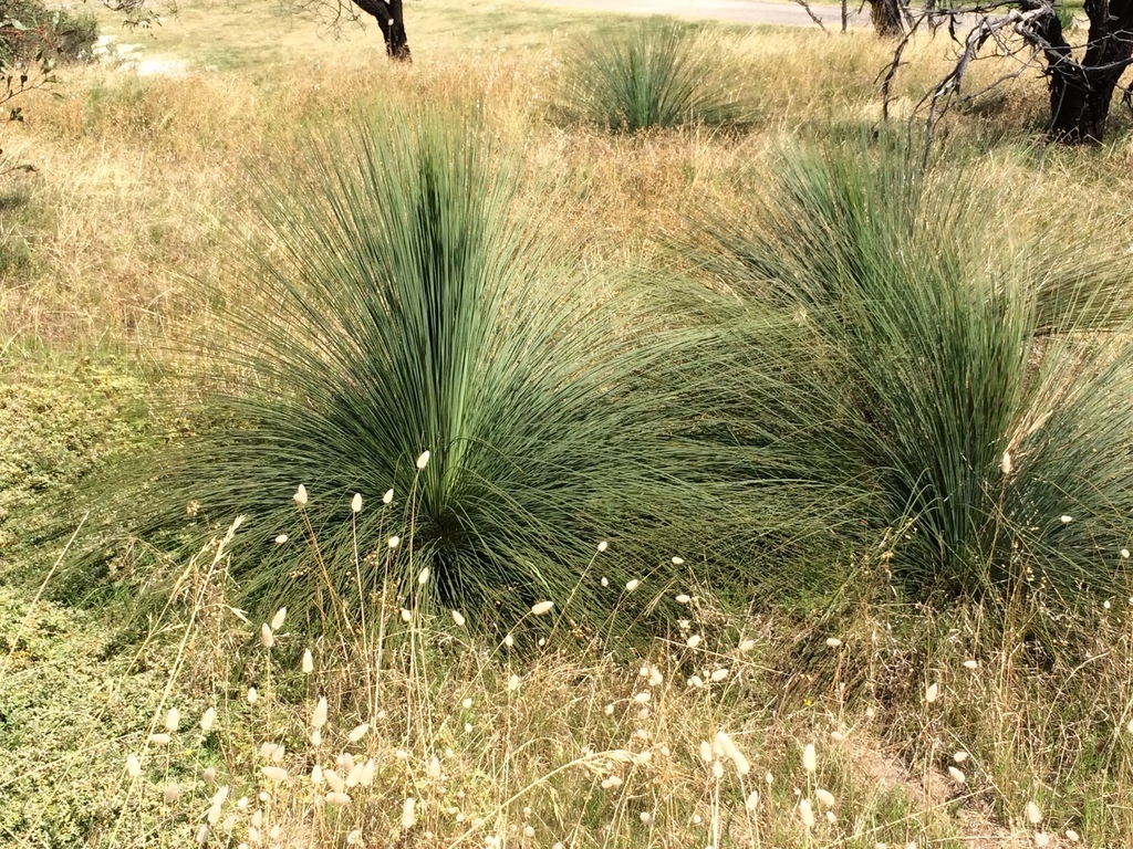 Austral Grass-tree from Curlewis VIC 3222, Australia on January 1, 2021 ...