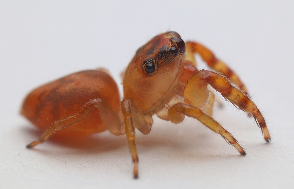 Jumping Spiders from Kaeo, New Zealand on December 22, 2020 at 12:17 AM ...