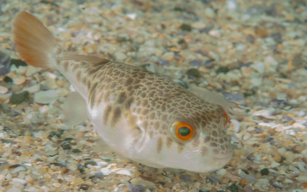Smooth Toadfish (Fishes of Cabbage Tree Bay Aquatic Reserve, Sydney ...