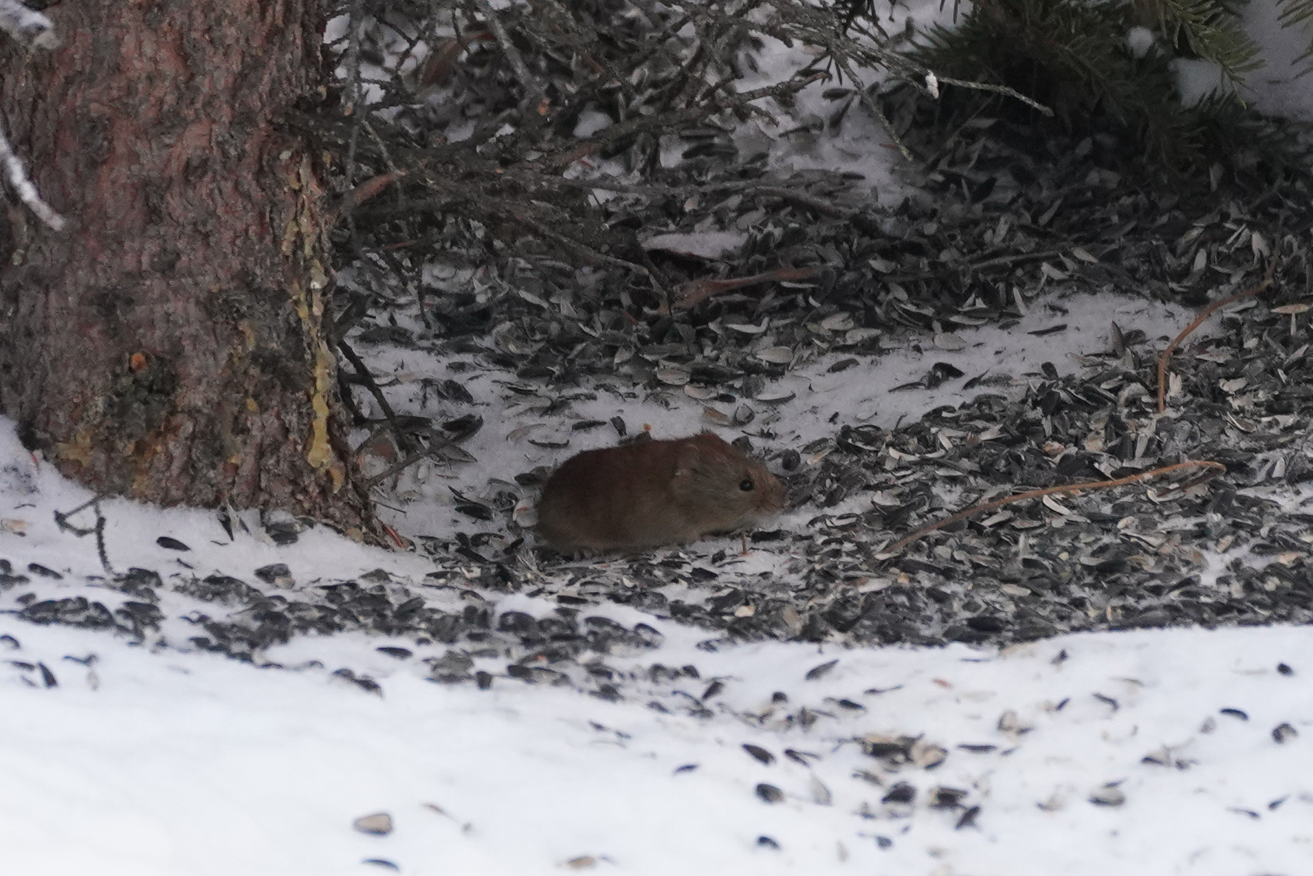 Clethrionomys rutilus (Pallas, 1779)