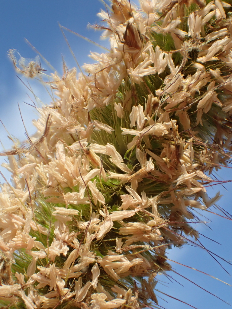 napier grass (Cenchrus purpureus) - Botanical Realm