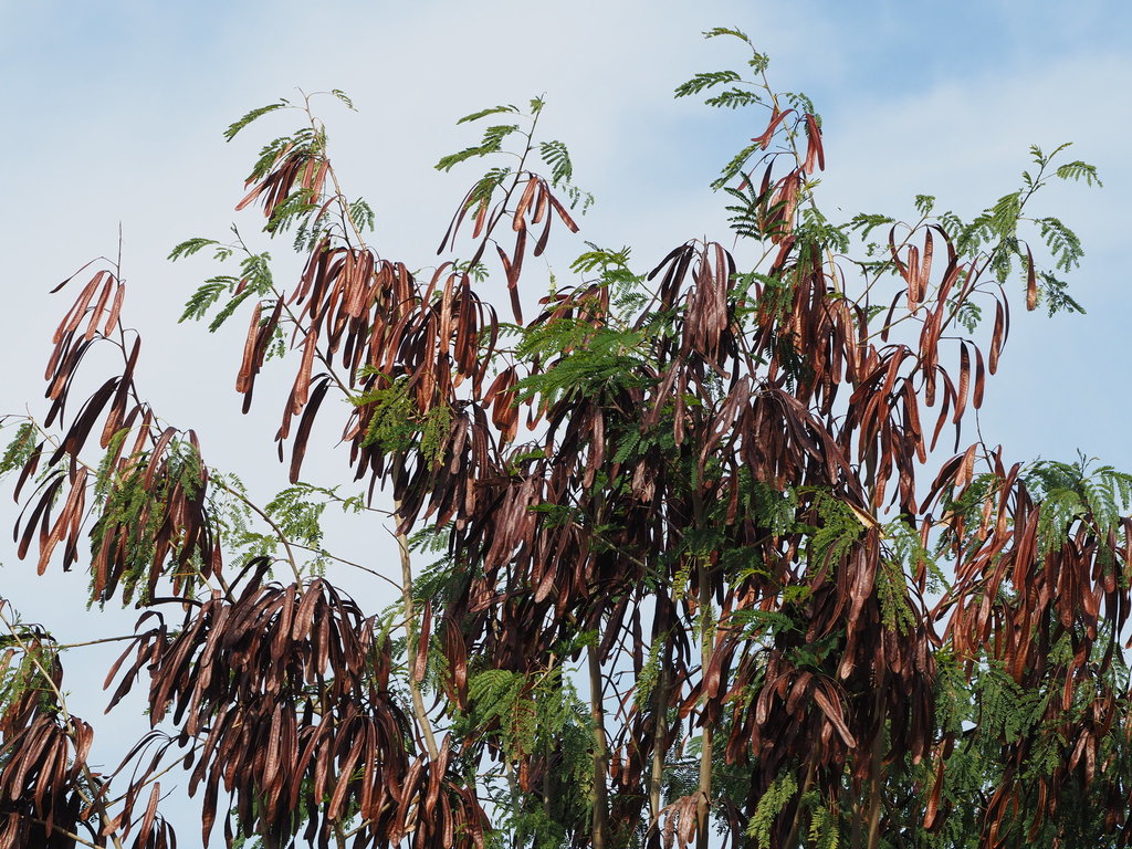 Tepeguaje dormilón (plantas silvestres en la Ciudad) · iNaturalist