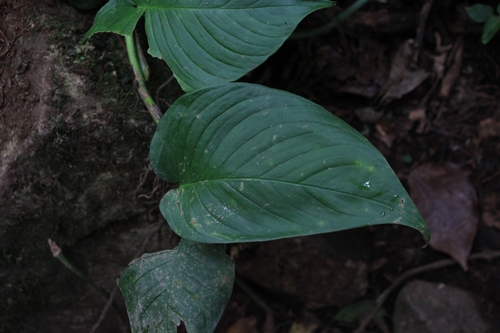 Monstera wilsoniensis · iNaturalist Guatemala