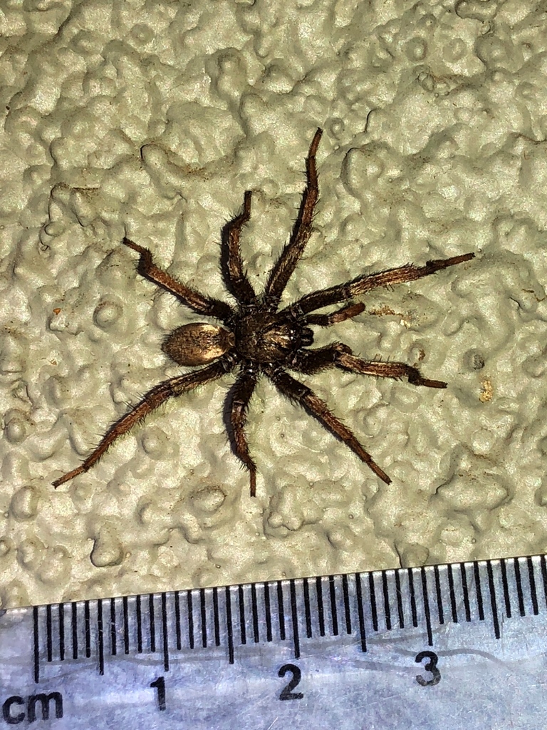 Aptostichus in January 2021 by John F. Green · iNaturalist