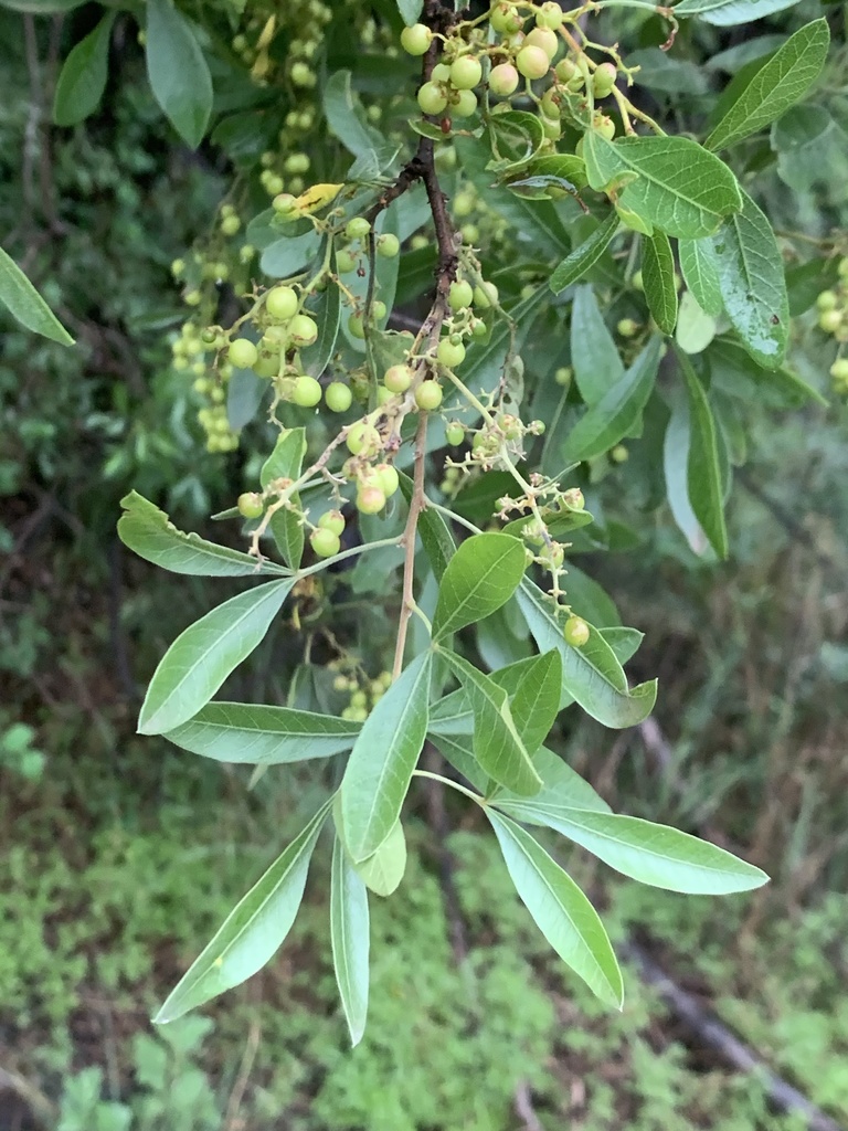 Drakensberg Karree from EC, ZA on December 30, 2020 at 06:18 PM by ...