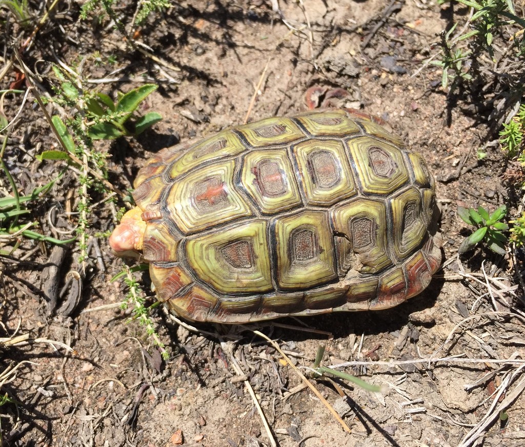 Parrot-beaked Tortoise from Vyf Brakke Fonteinen, Mossel Bay, 6520 ...
