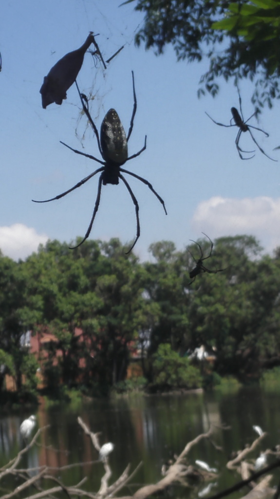 Southern Redleg Orbweaver from Tsarasaotra, Antananarivo, Madagascar on ...