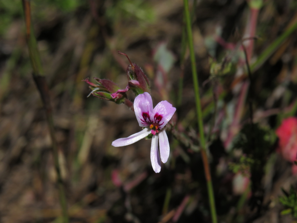 Table Storksbill from Hike to Elephant's Eye Cave via Silvermine Dam ...