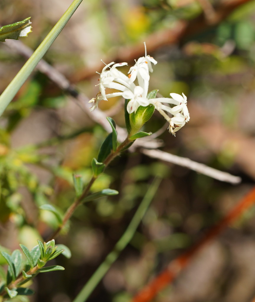 Common Rice-flower from Old Carlisle Trk, Carlisle River VIC 3239 ...