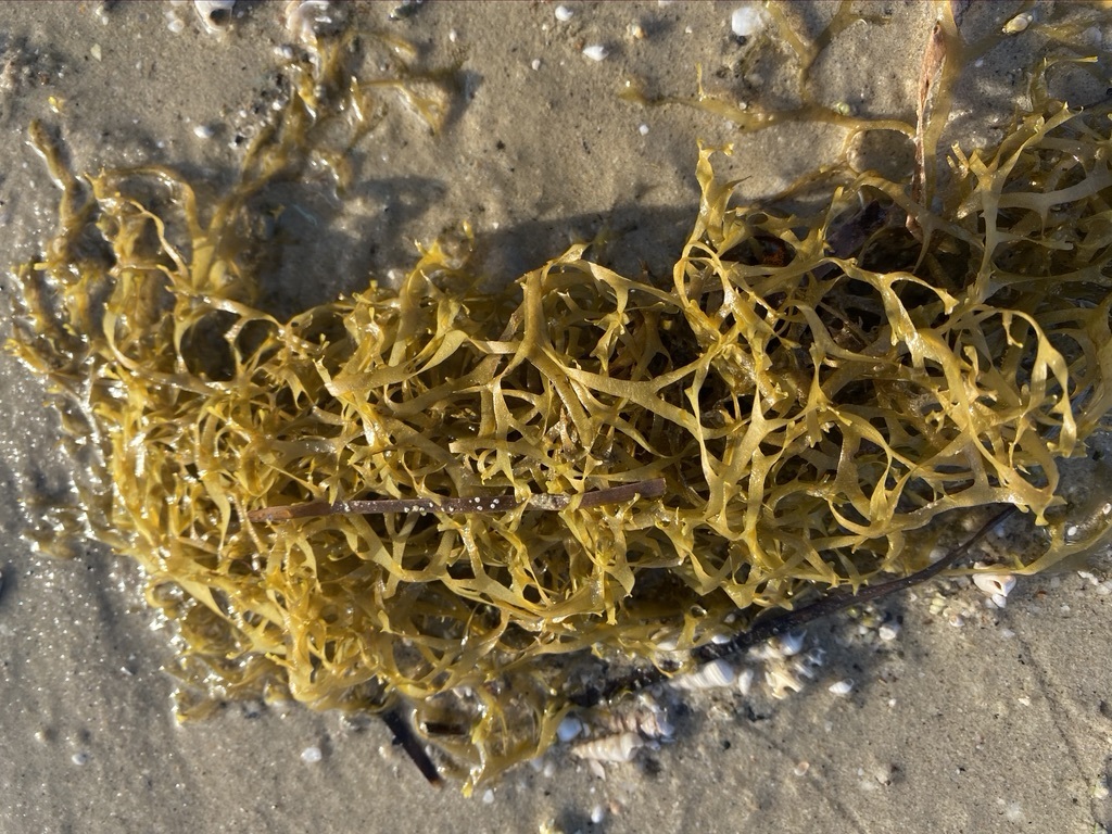 Canistrocarpus cervicornis (Algas marinas de Costa Rica) · iNaturalist