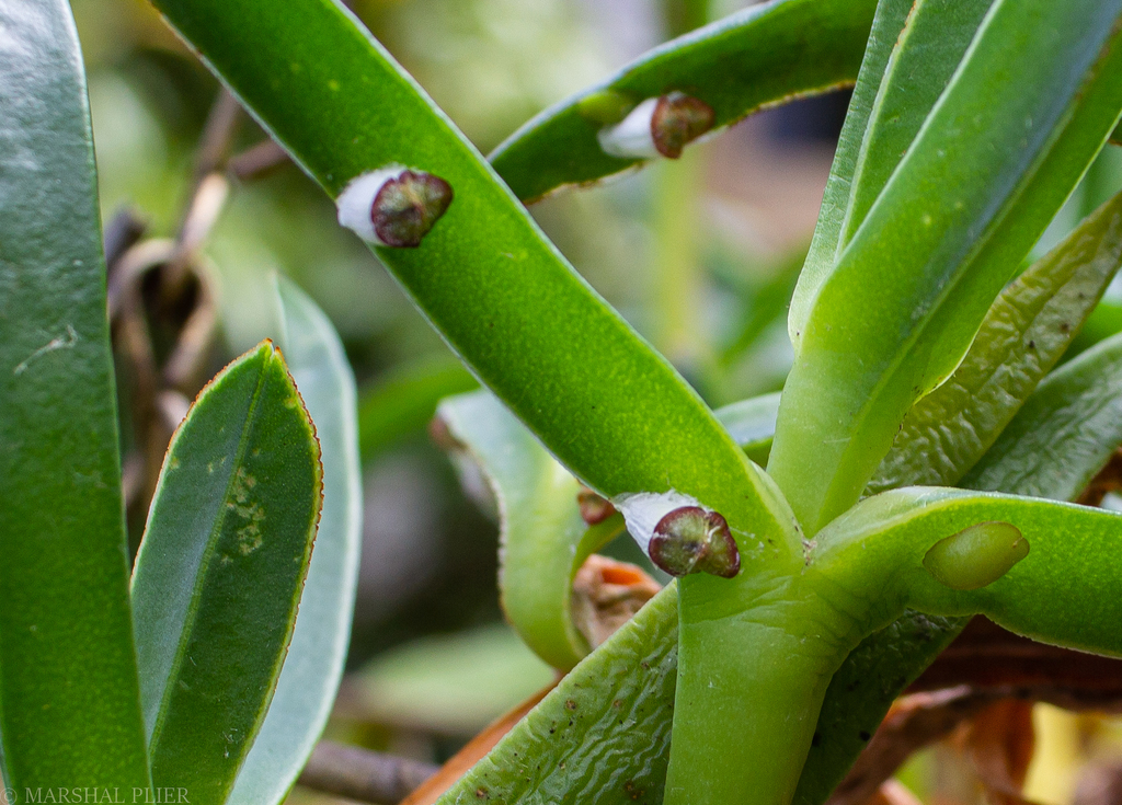 Iceplant Scale from On a Coastal Pigface on December 10, 2020 at 01:57 ...