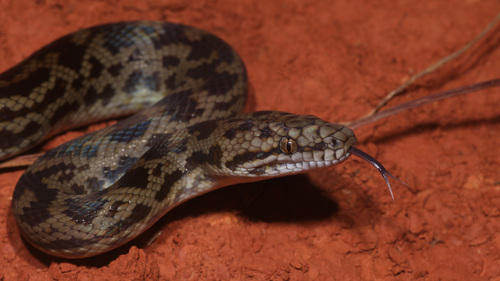 Spotted Python (Antaresia maculosa) - Snakes and Lizards