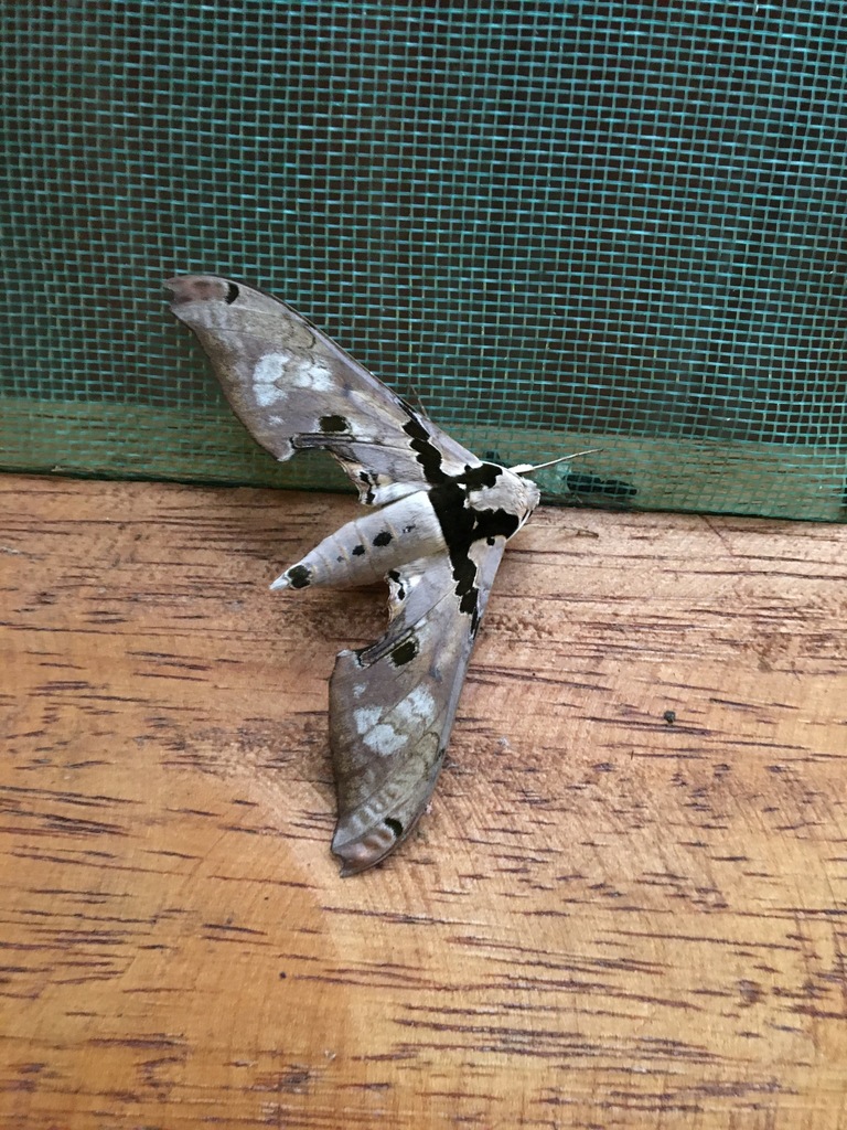 Adhemarius gannascus from Cock of the Rock Lodge - Inkanatura Travel ...