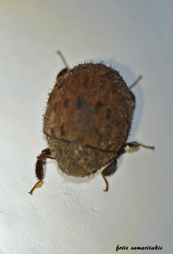 Curimus rudis · iNaturalist