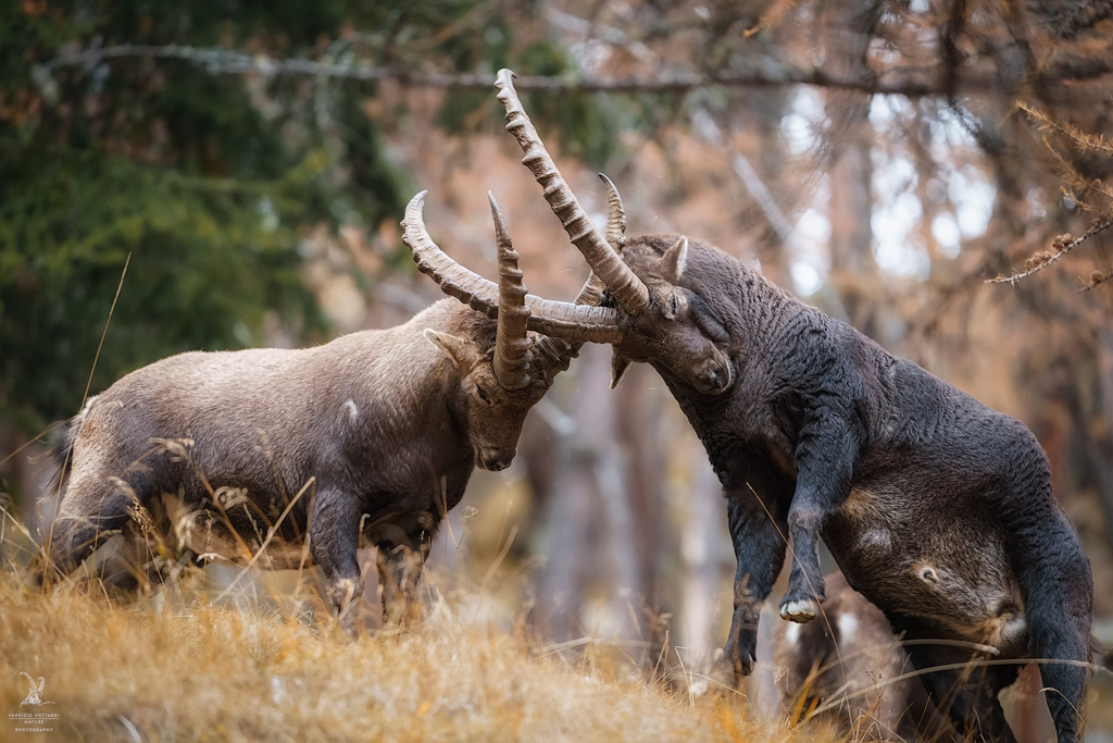 Alpine Ibex (Capra ibex) - Know Your Mammals