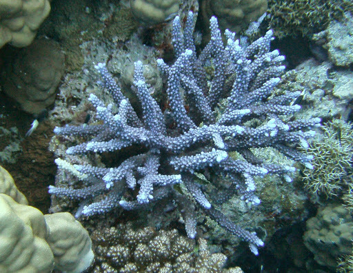 Acropora austera (Dana, 1846)