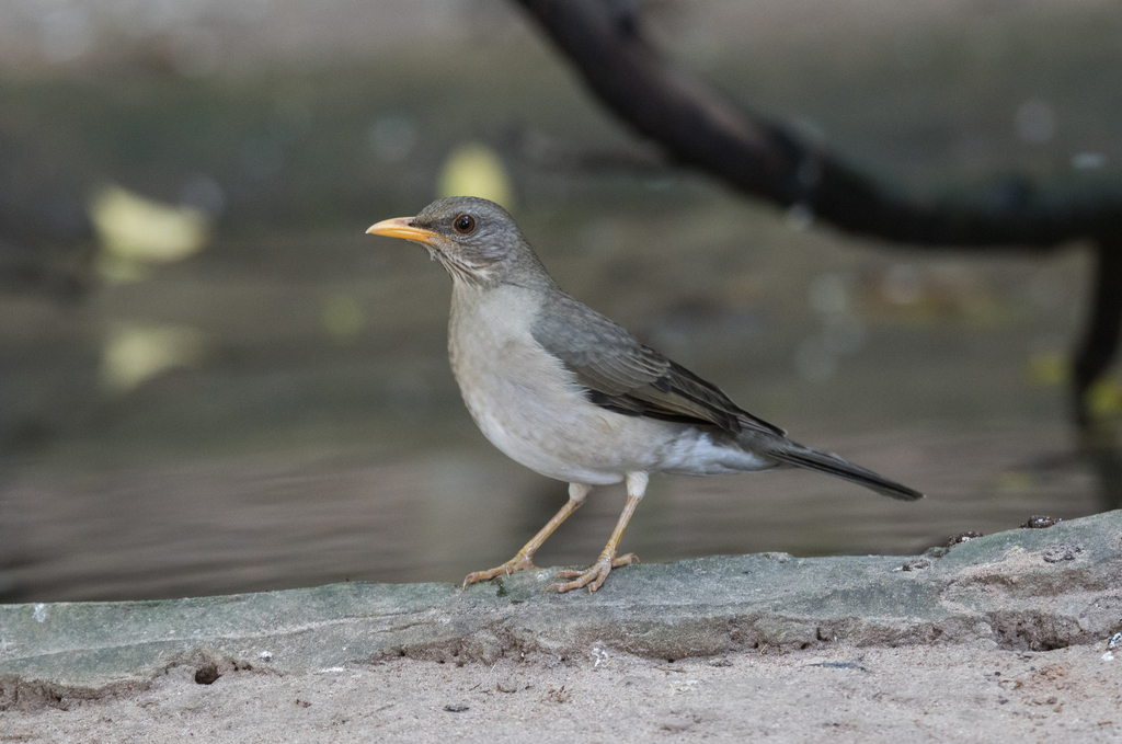 African Thrush (Turdus pelios) - Avian Discovery