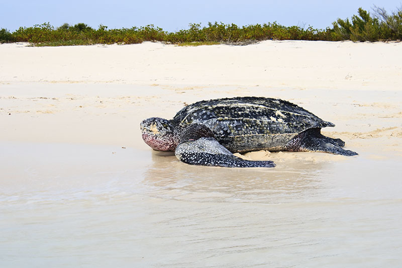 Leatherback Sea Turtle (Dermochelys coriacea) - Marine Life Identification