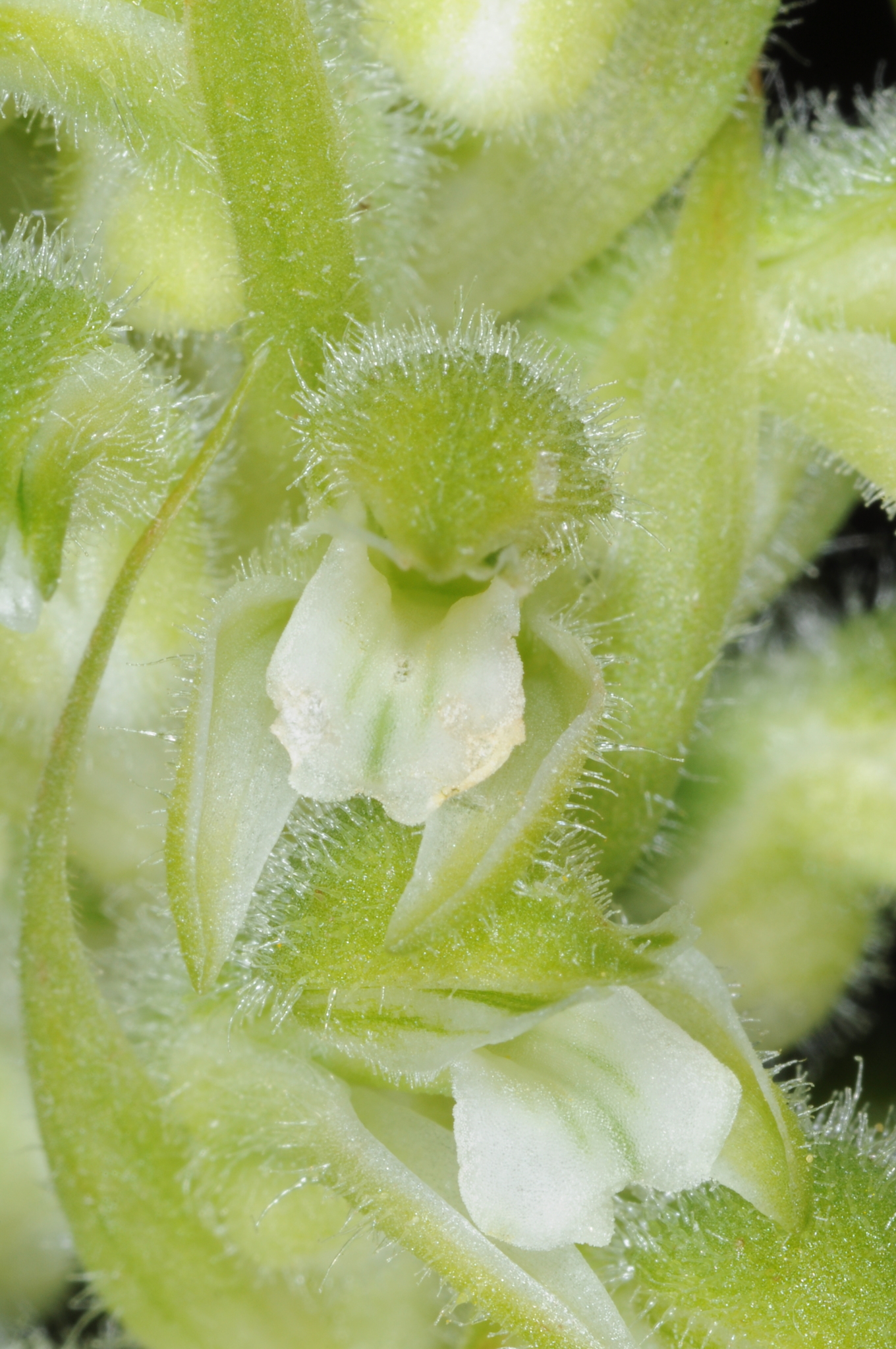 Pelexia bonariensis (Lindl.) Schltr.