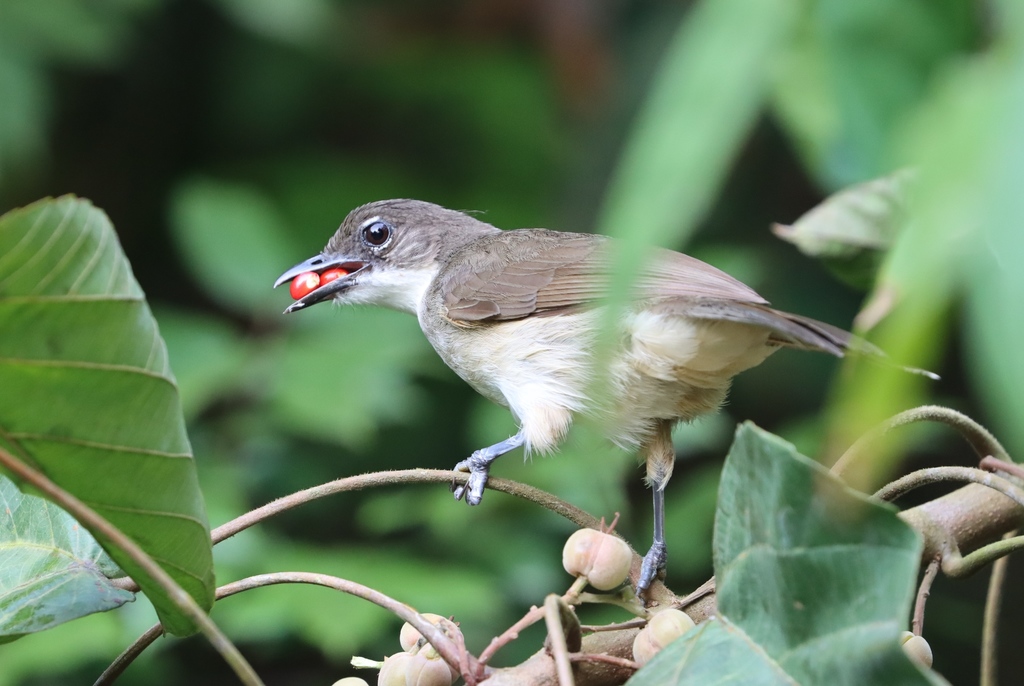 Simple Greenbul (Chlorocichla simplex) - Avian Discovery