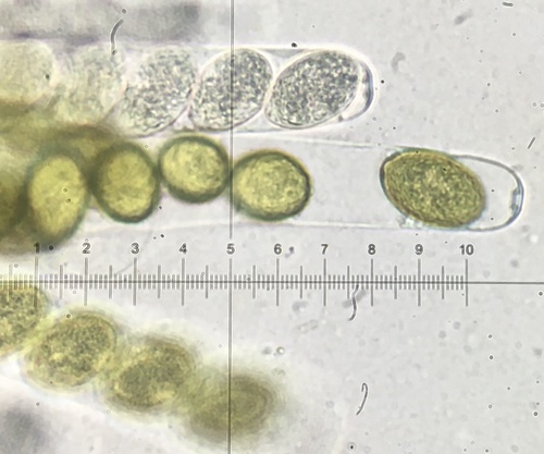 Sordaria humana · iNaturalist