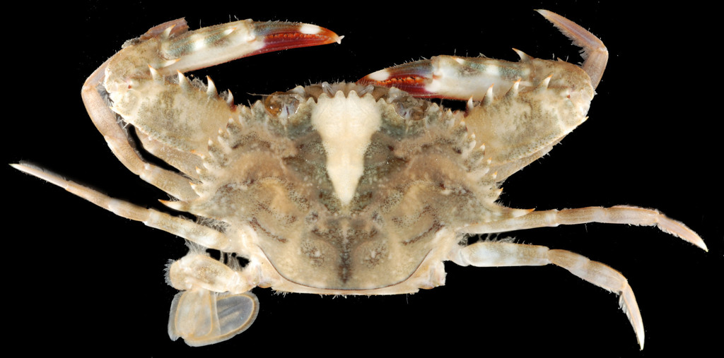 Blotched Swimming Crab (Common Organisms in Sarasota Bay) · iNaturalist