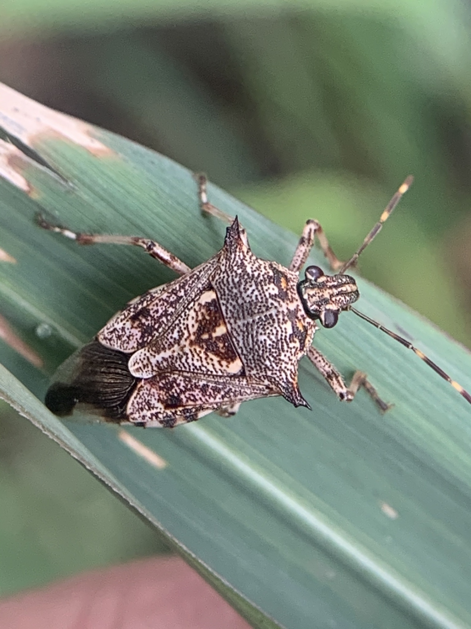 Eocanthecona furcellata (Wolff, 1811)