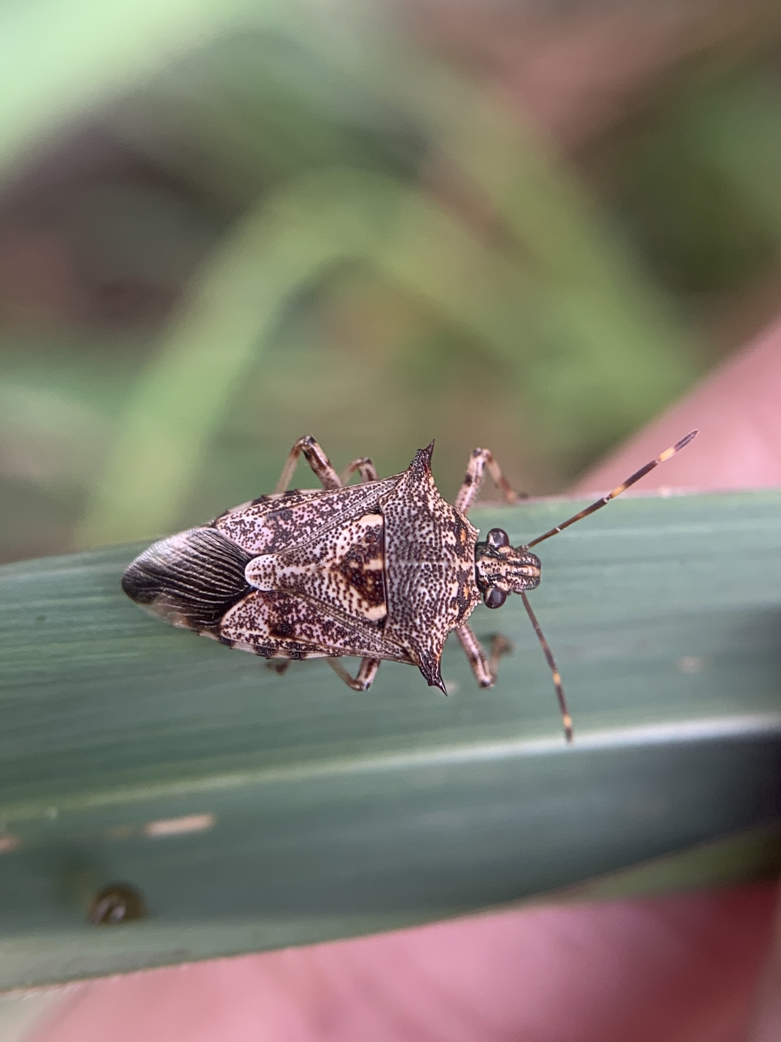 Eocanthecona furcellata (Wolff, 1811)