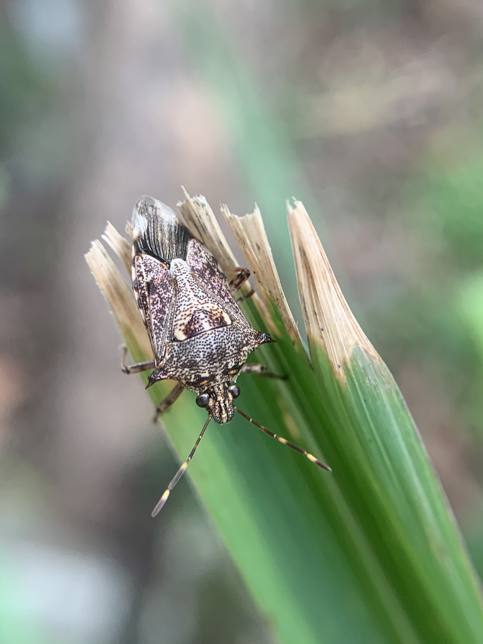 Eocanthecona furcellata (Wolff, 1811)