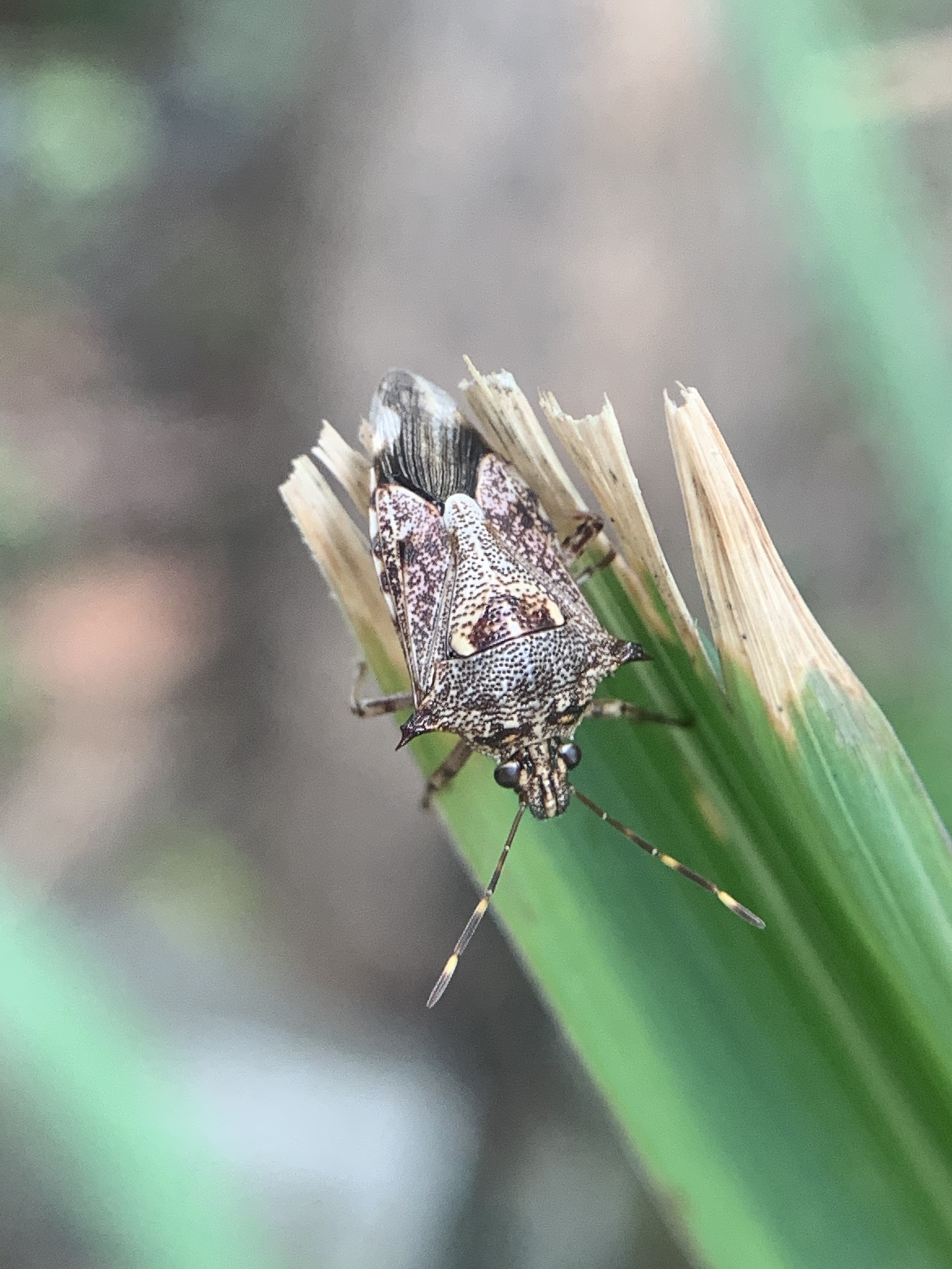 Eocanthecona furcellata (Wolff, 1811)