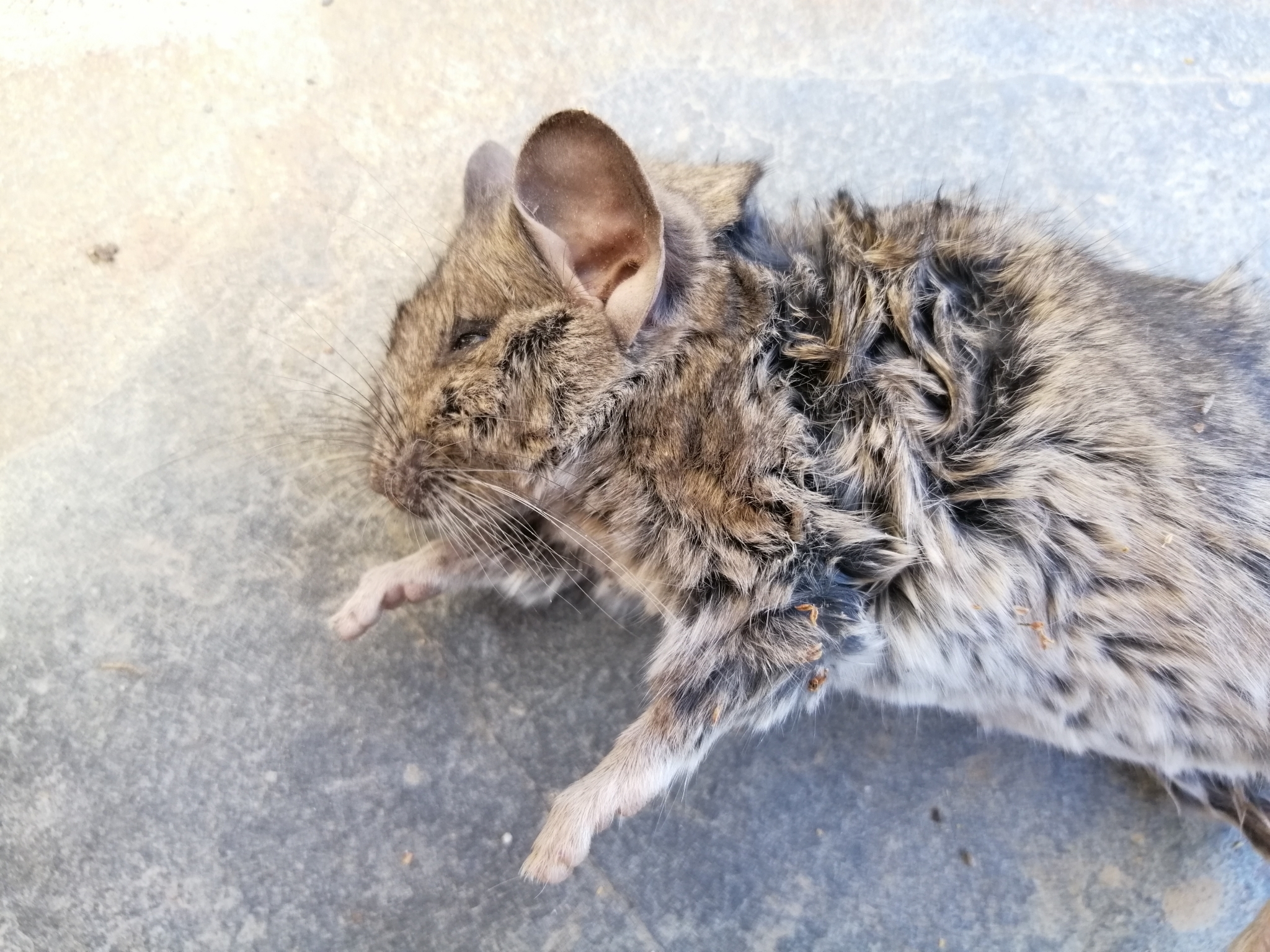 Abrocoma bennettii Waterhouse, 1837