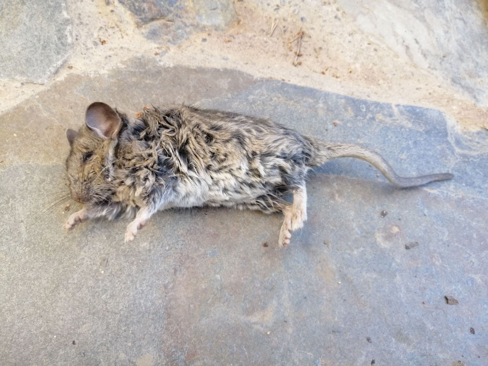 Abrocoma bennettii Waterhouse, 1837