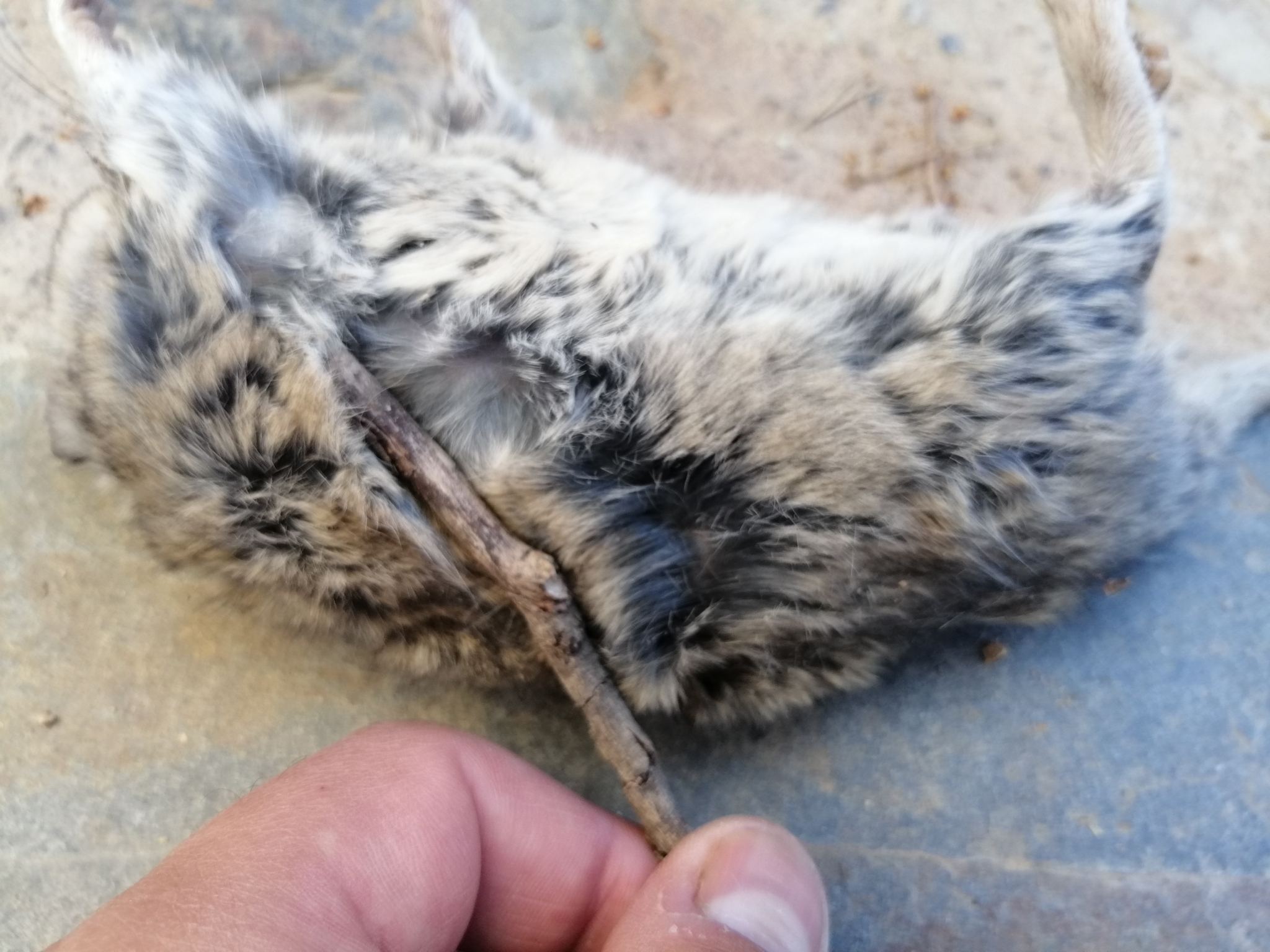 Abrocoma bennettii Waterhouse, 1837