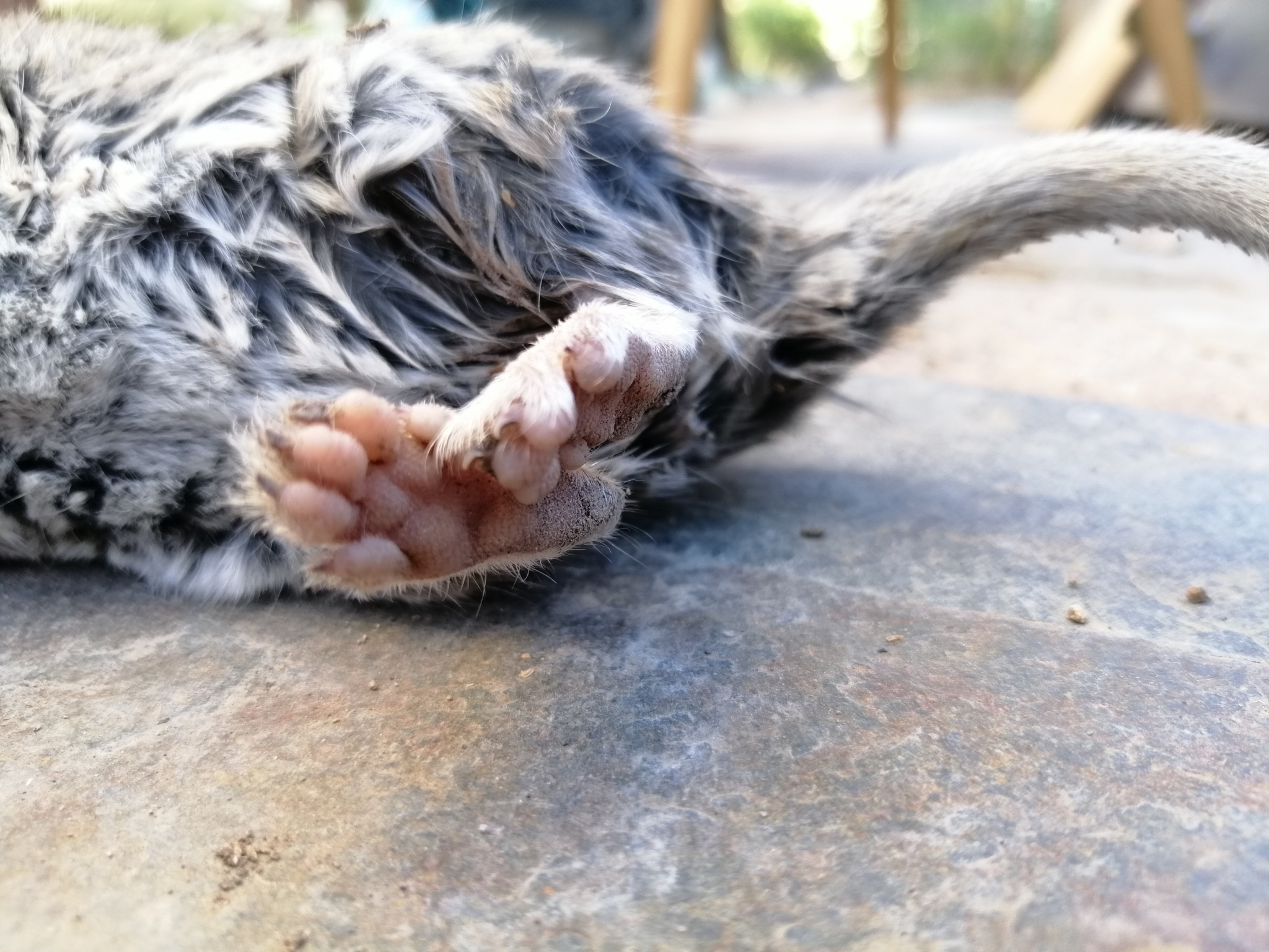 Abrocoma bennettii Waterhouse, 1837