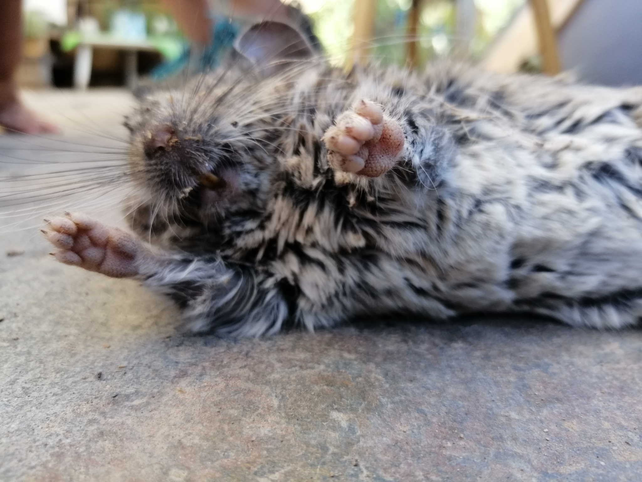 Abrocoma bennettii Waterhouse, 1837