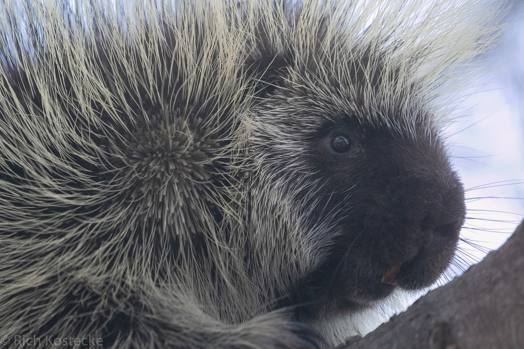 North American Porcupine from Crosby County, TX, USA on January 01 ...