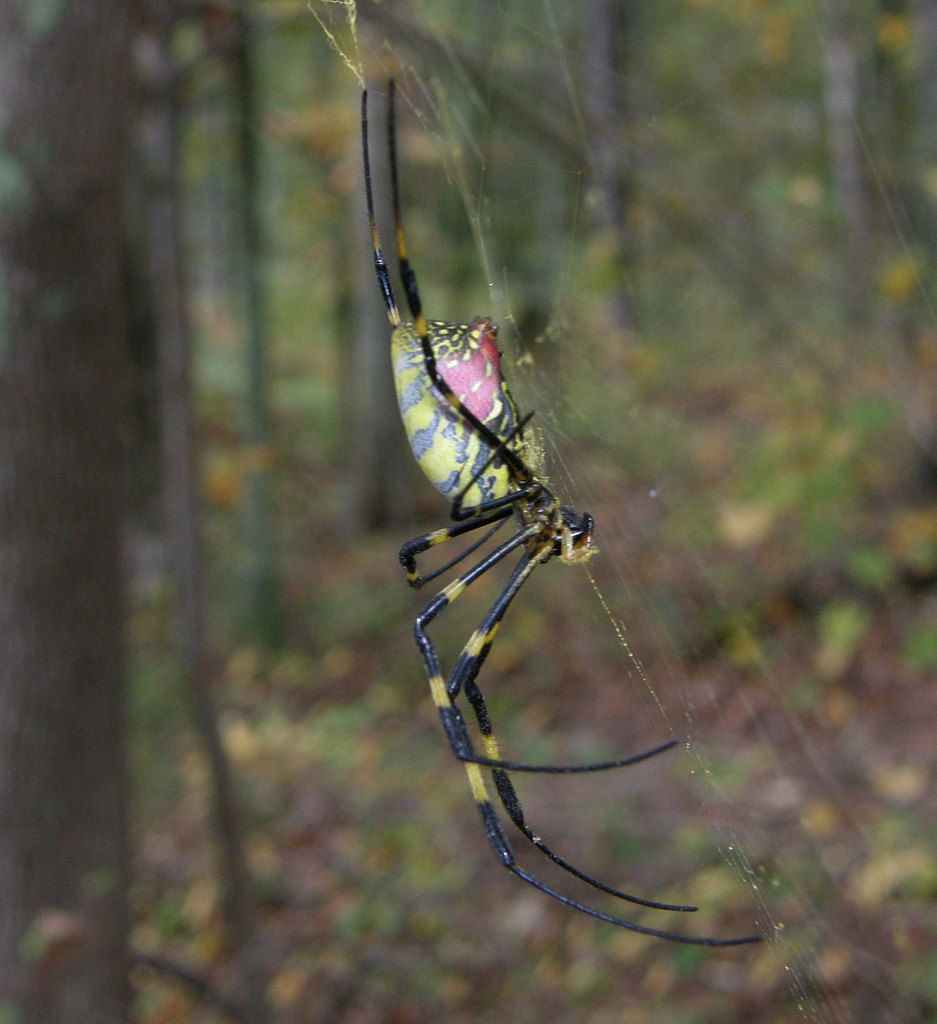 Joro Spider from Winder, GA 30680, USA on October 26, 2020 by Joan ...