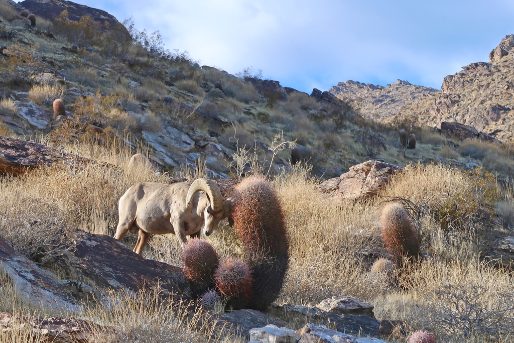 Desert Bighorn Sheep in December 2020 by jqrichmond. There were several ...